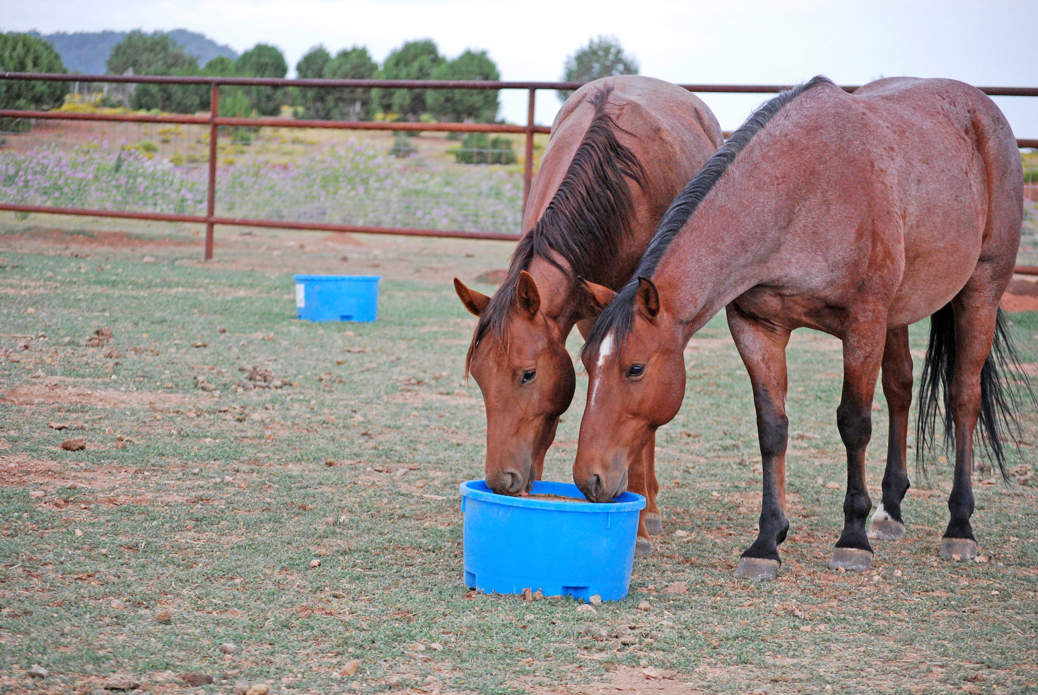 EquiLix® - SweetPro