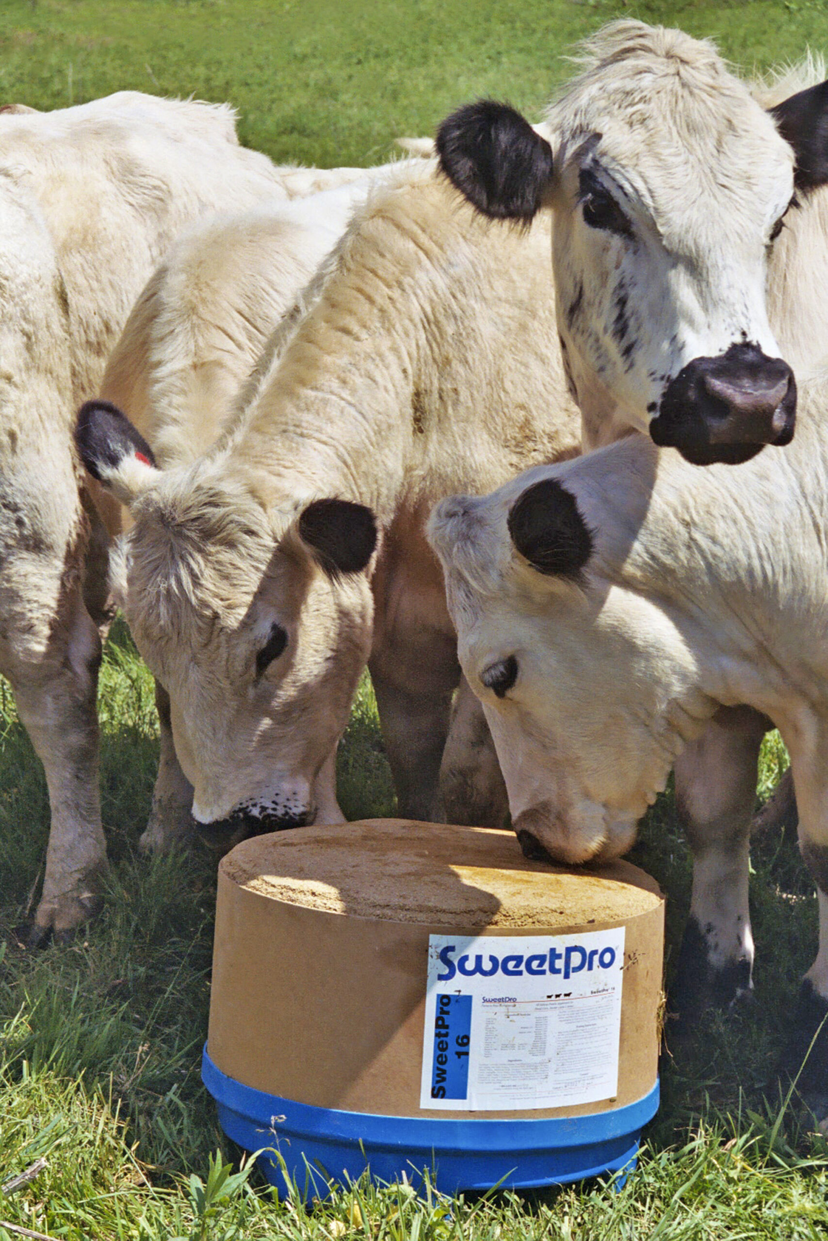 SweetPro 16® - SweetPro