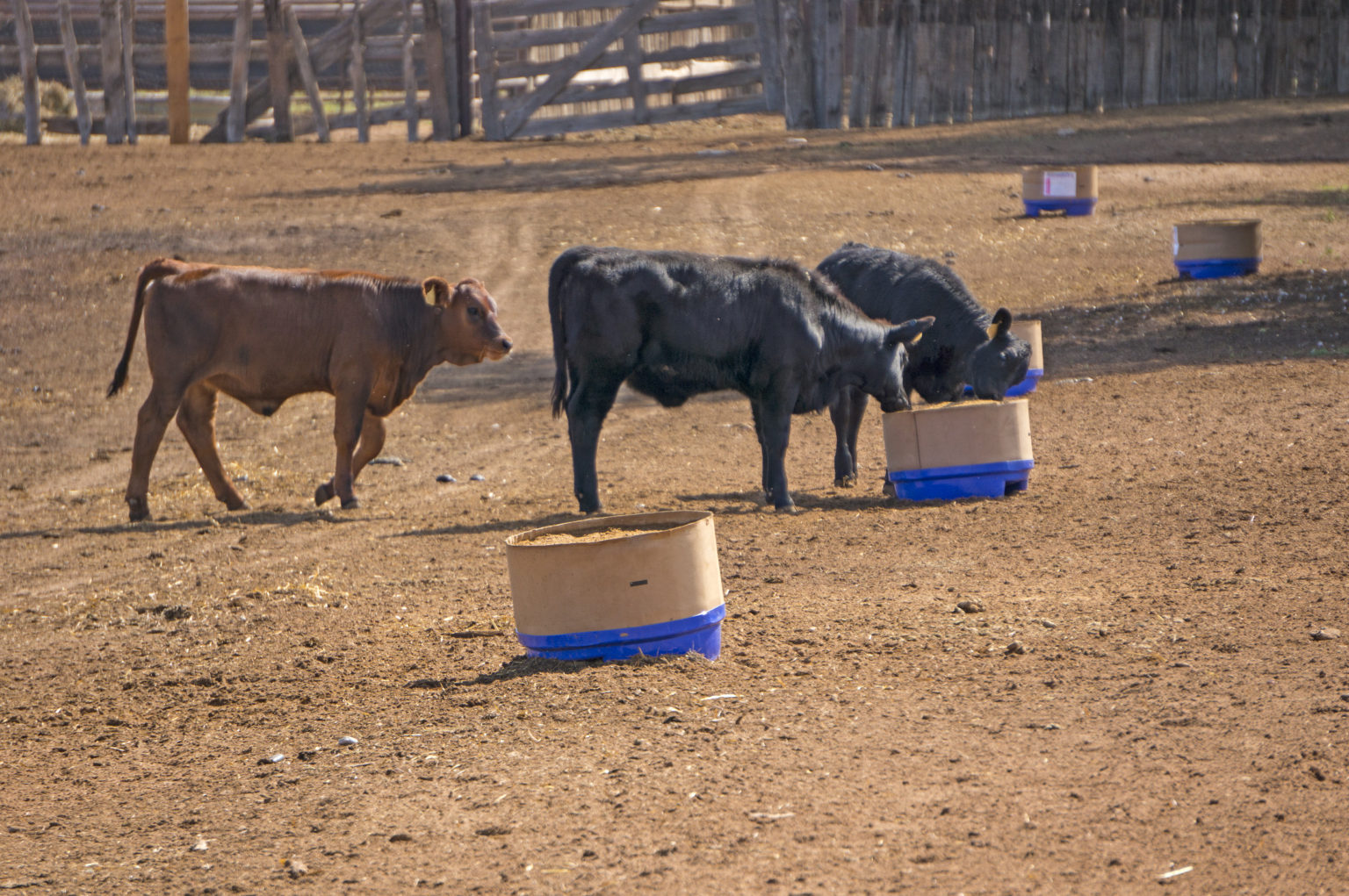 Cattle Kandi™ - SweetPro