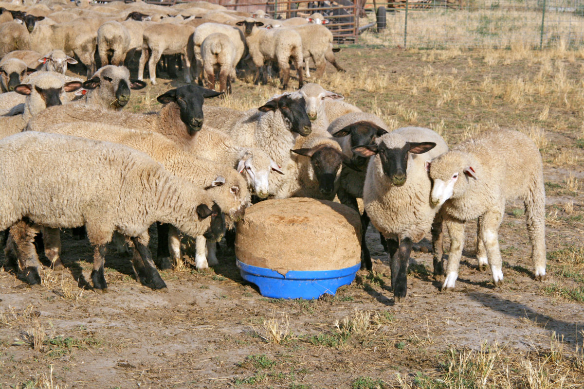 Sheep Block II - SweetPro