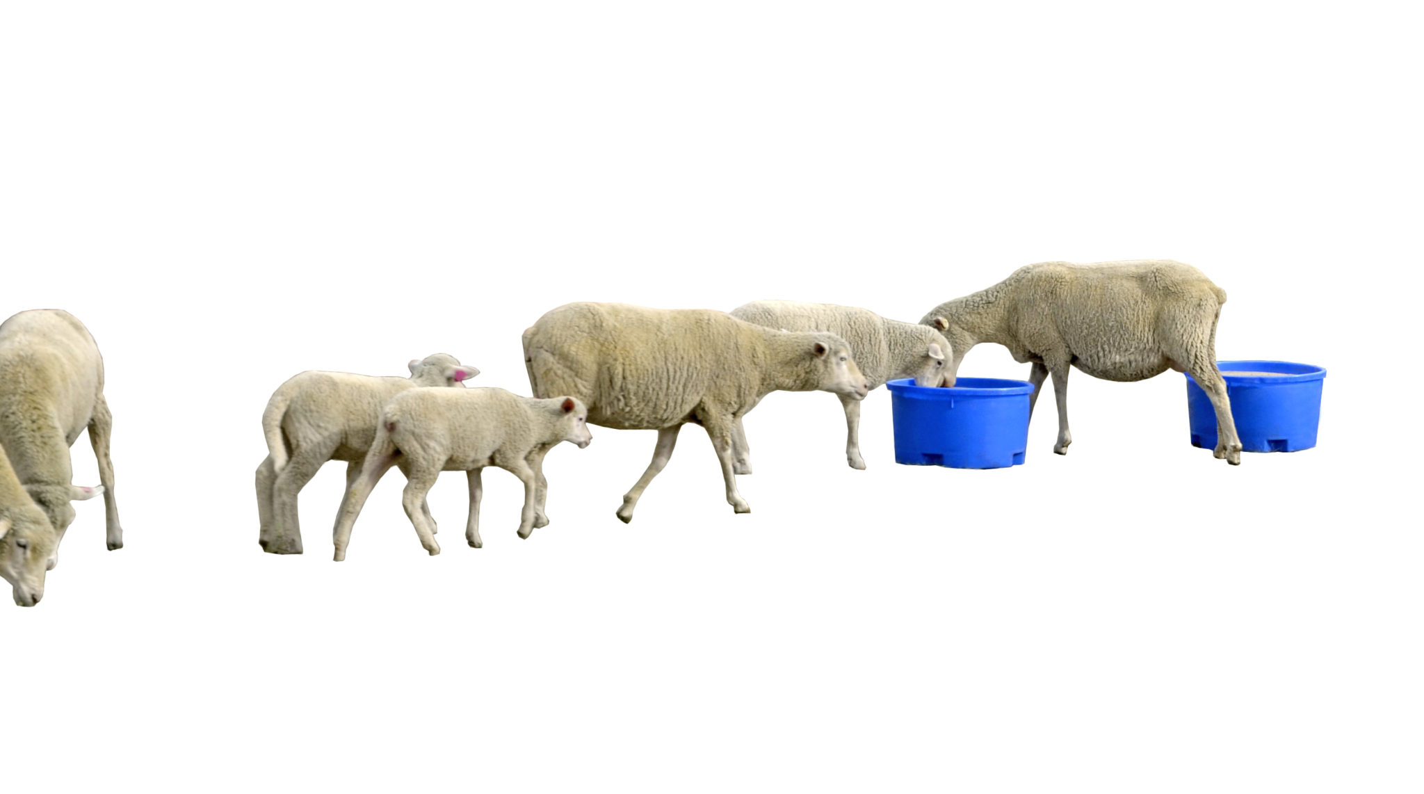 Sheep Block I - SweetPro