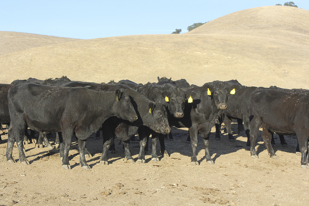 MINEX DEFENDER - SweetPro