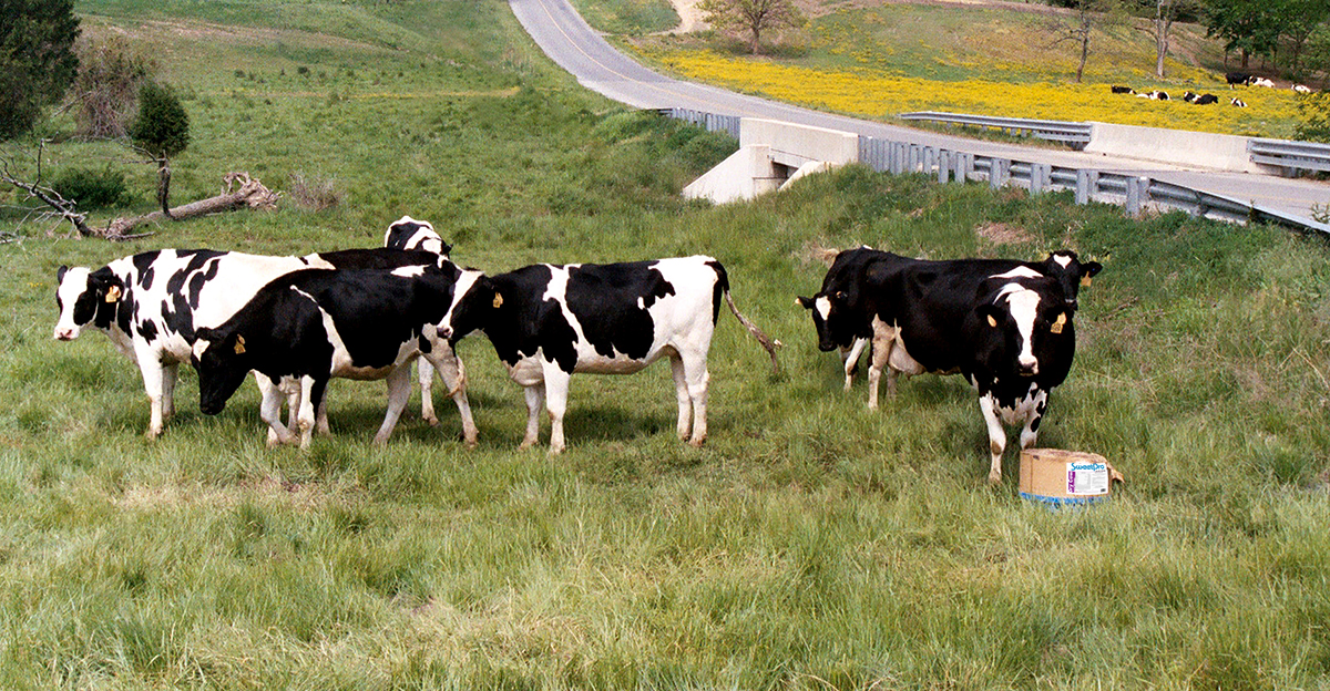 Dry Cow Calver-Breeder - SweetPro